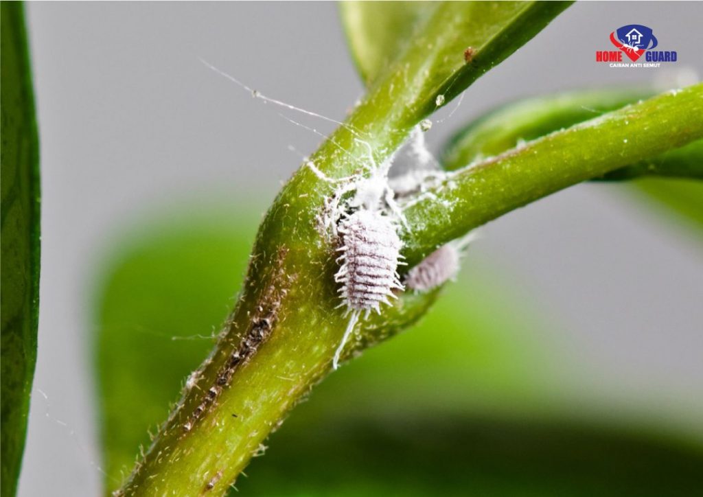 Tanaman Anda diserang Hama Kutu Putih? Tips tanaman bebas hama
